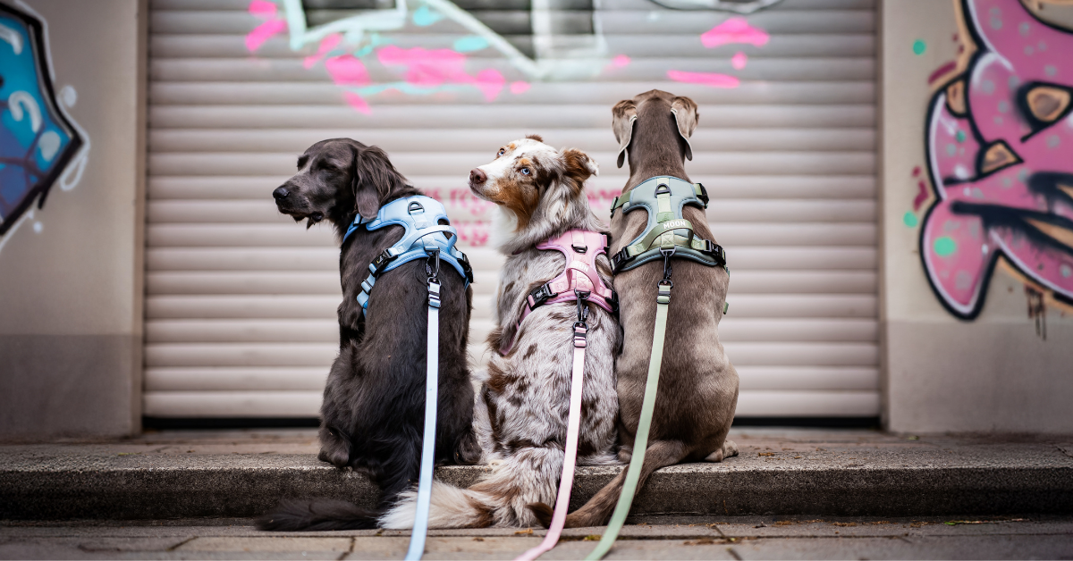 Collar – Boss & Olly